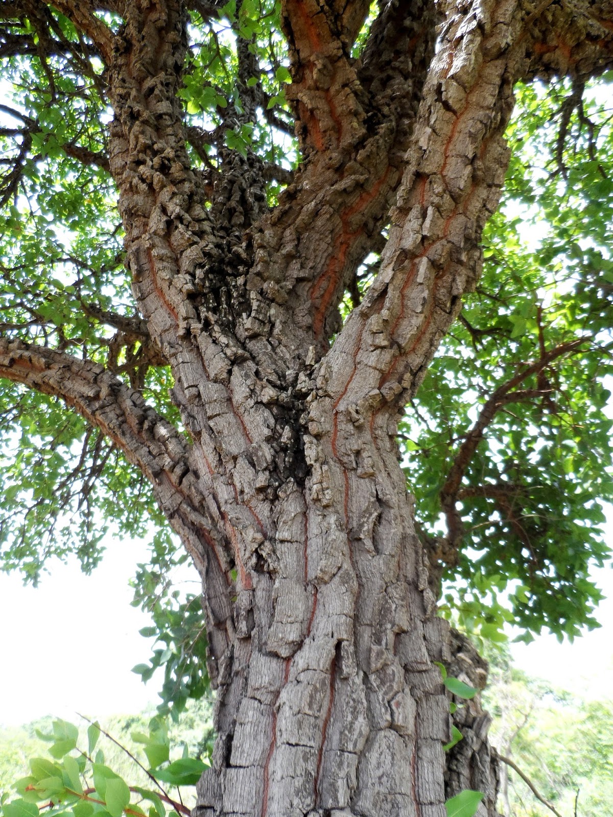 Cagaita [Eugenia dysenterica (Mart.) DC.] | A planta da vez