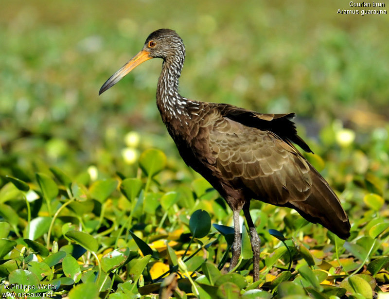 Argentina nativa: Carau (Aramus guarauna)