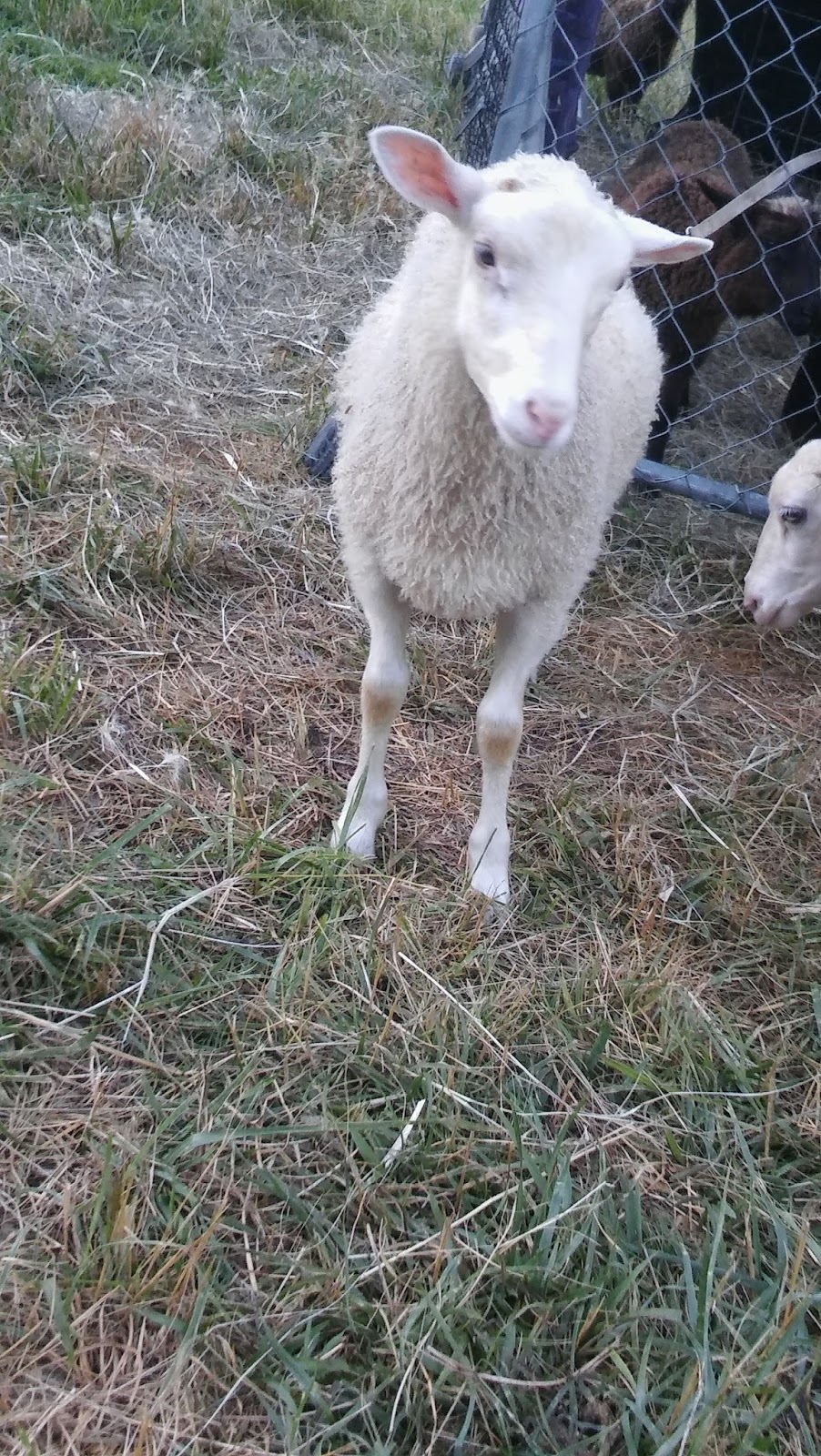 FarmGirl's Homestead Sheep: Finnsheep and Gulf Coast Natives