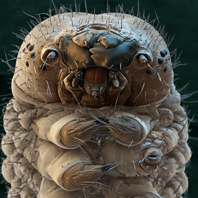 Demodex / Демодекс