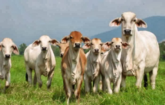 Zootecnia con Estefa: Introduccion al Sector Pecuario