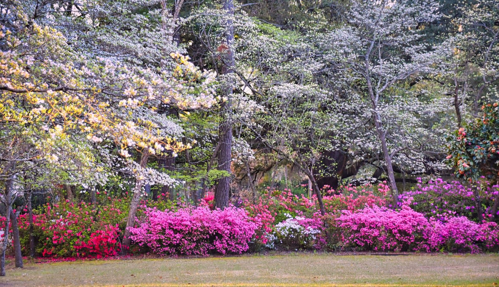 Royal Town Rambles: The Splendor of a Southern Spring