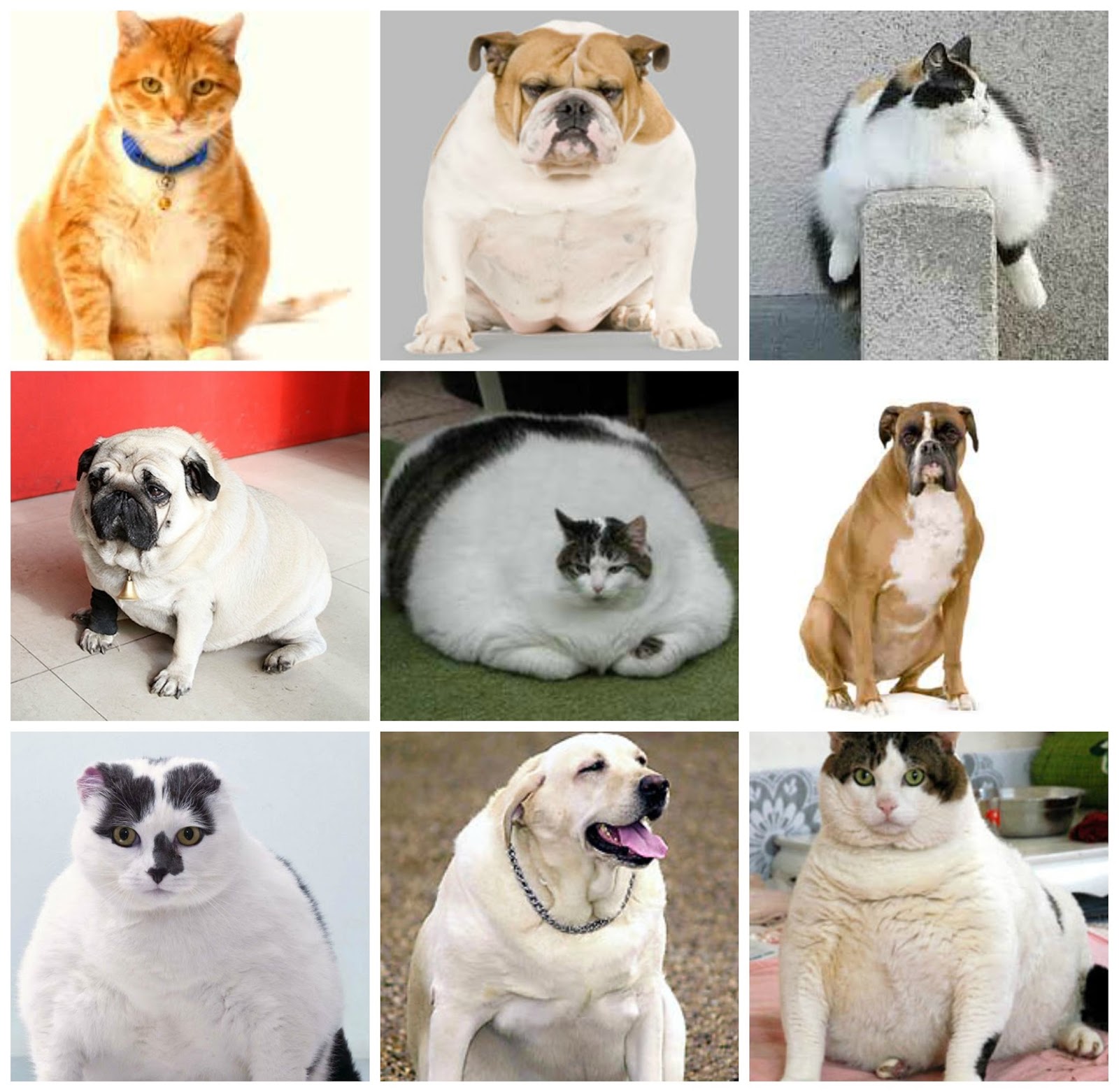 El Blog de TUTATIS: OBESIDAD EN PERROS Y GATOS