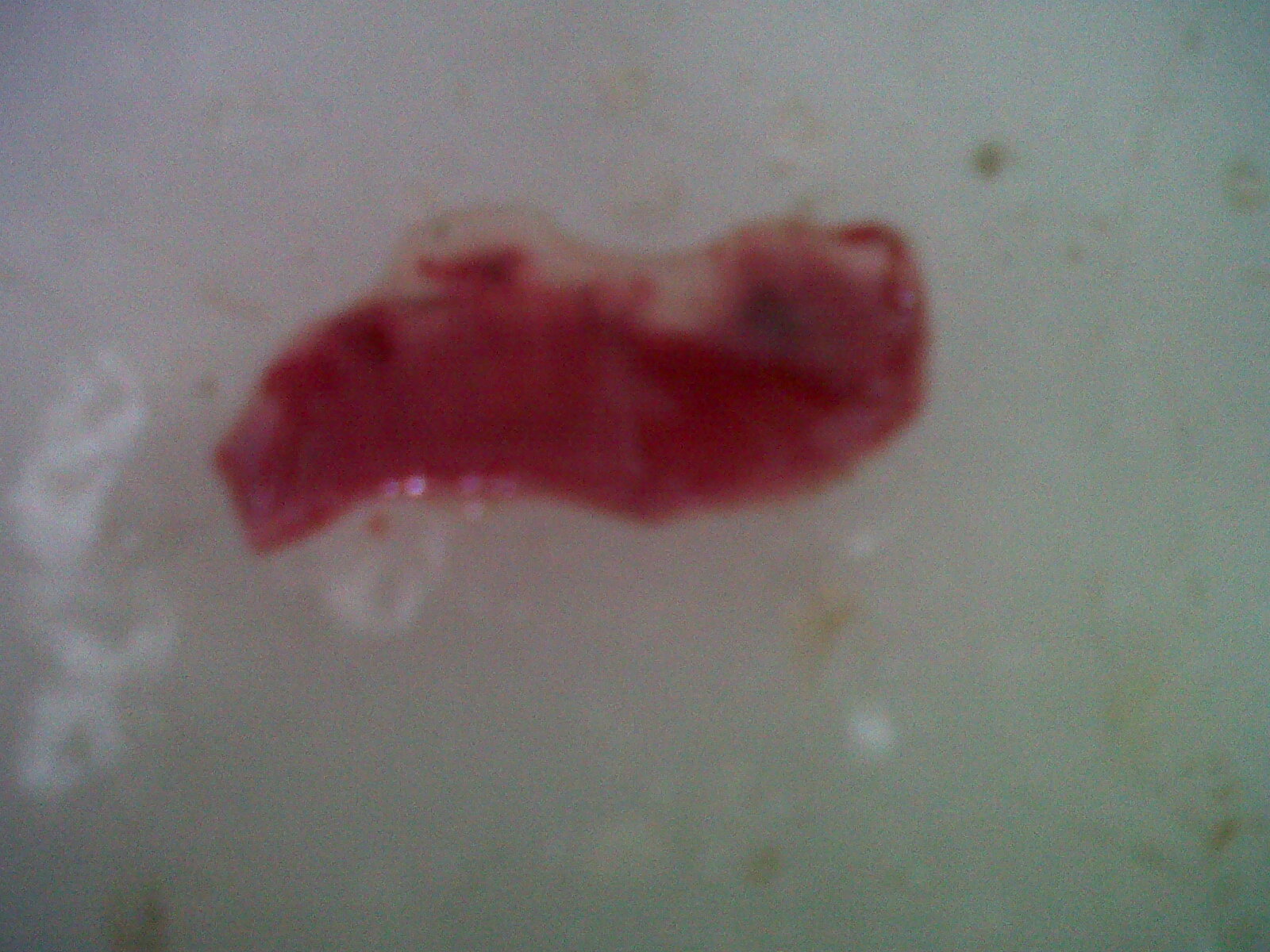 NuRes'BLOG: Struktur Respirasi Ikan