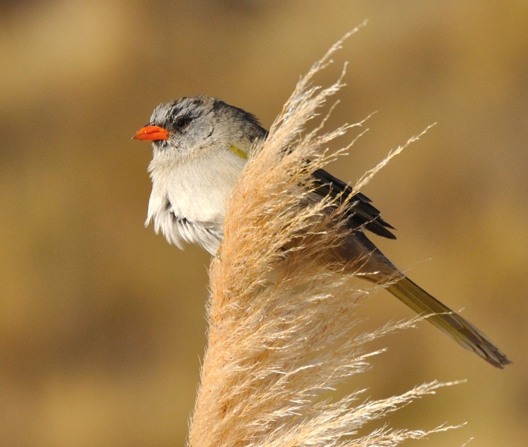 Avistaje de Aves Merlo San Luis: Notas de Campo
