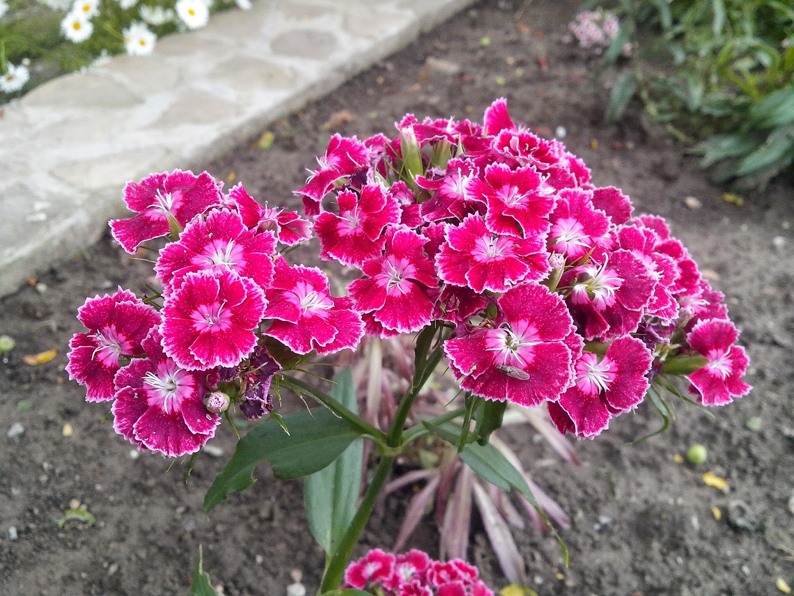 Explorator prin viata: Garofite