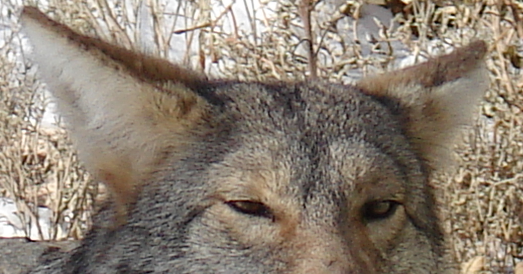 Coyote Smiling 2138 — Funcake