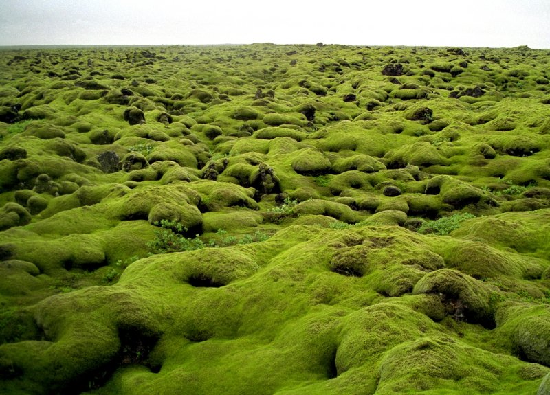 bensozia: Moss on Old Lava Fields, Iceland