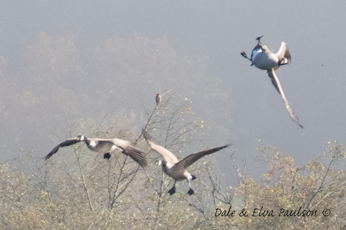 Elva's Field Notes: Whiffling Geese