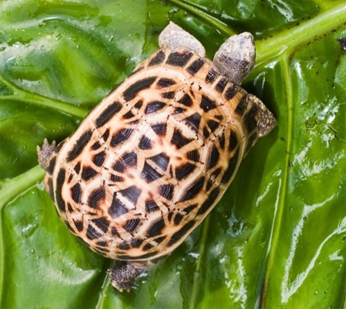 The Lavish Life of Henry: My Cousin: The Madagascar Spider Tortoise