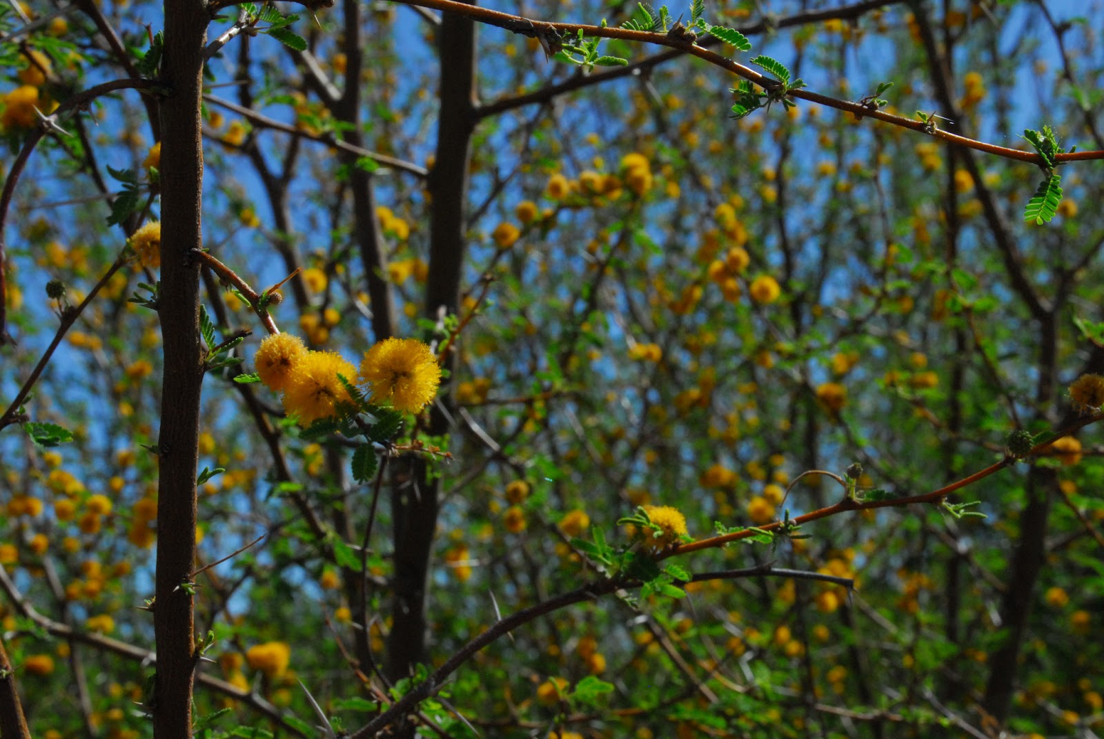 Texas Mountain Trail Daily Photo: Huisache flowering at Chihuahuan ...