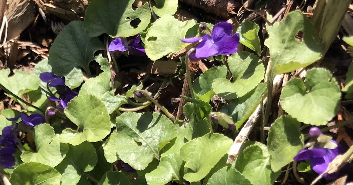 Daniel's Pacific NW Garden: Violets. 3.11.18