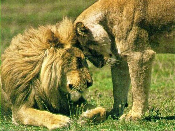 Imagenie: Fotos de Leões, Imagens de Leões