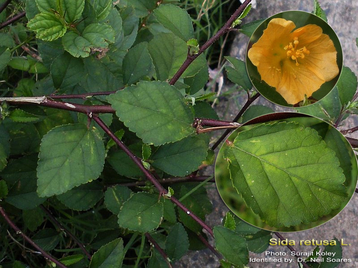 Medicinal Plants: Sida retusa
