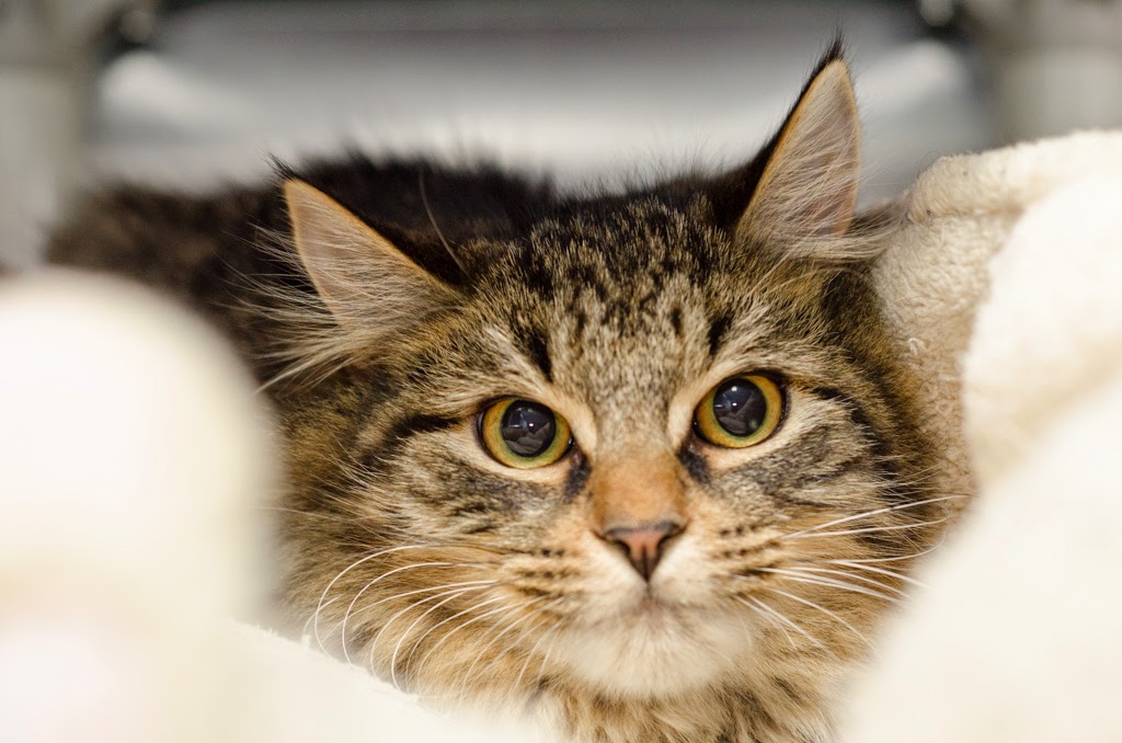 Progressive Charlestown: Kitty of the Week