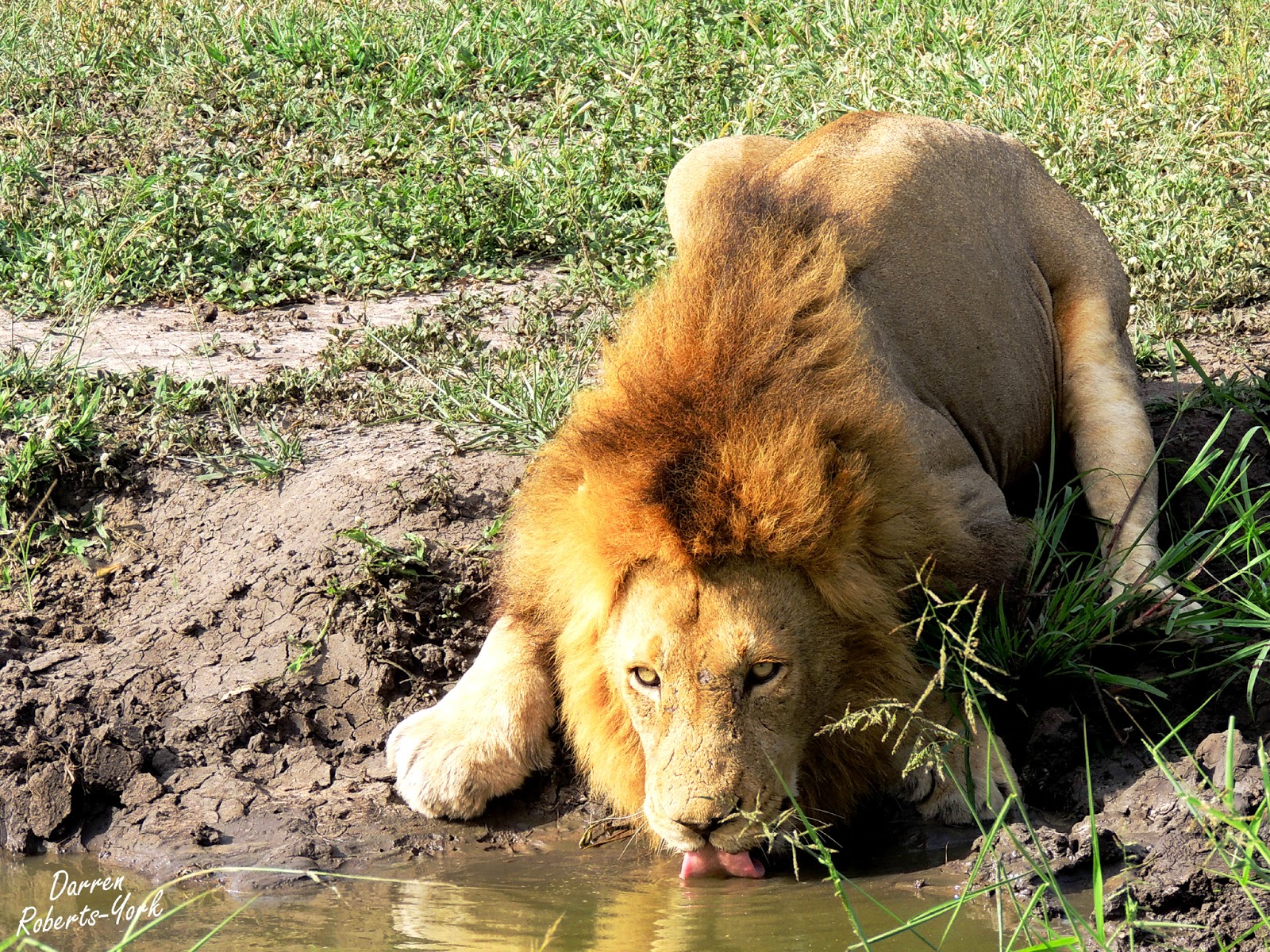 The Matimba coalition