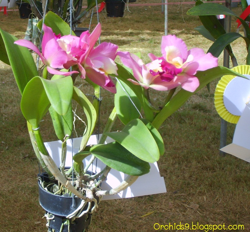 Orchids Flowers Pictures Bulbophyllum Vanda Cattleya Cymbidium ...