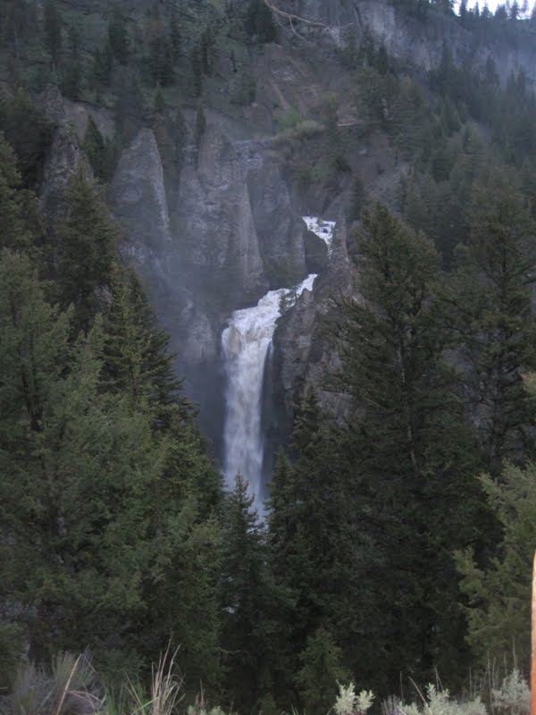 The Scallywagon: YOU SKIN GRIZ', PILGRIM? Yellowstone National Park