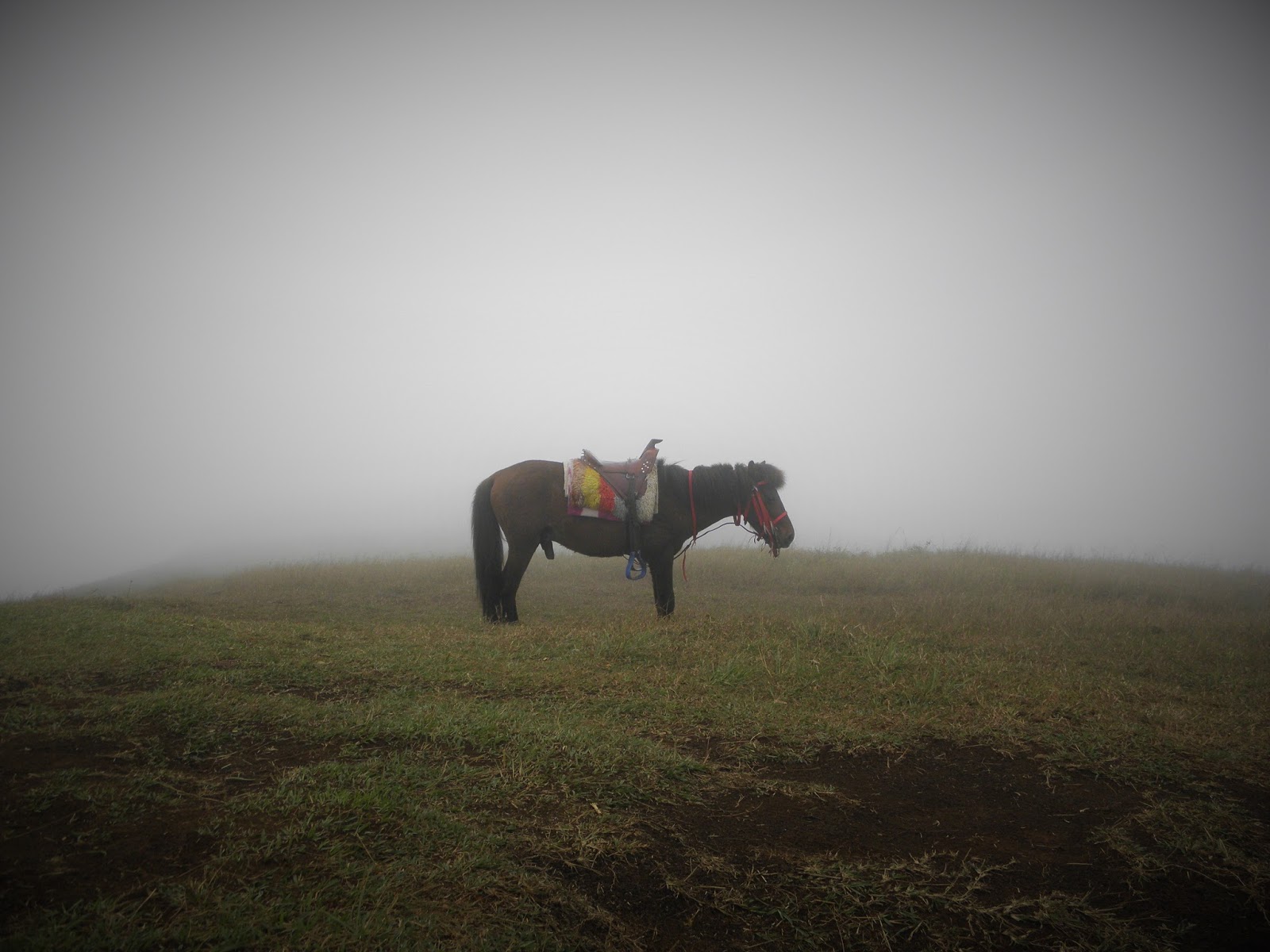 Mt. Yangbew in La Trinidad, Benguet Engulfed by a Sea of Clouds and Mist