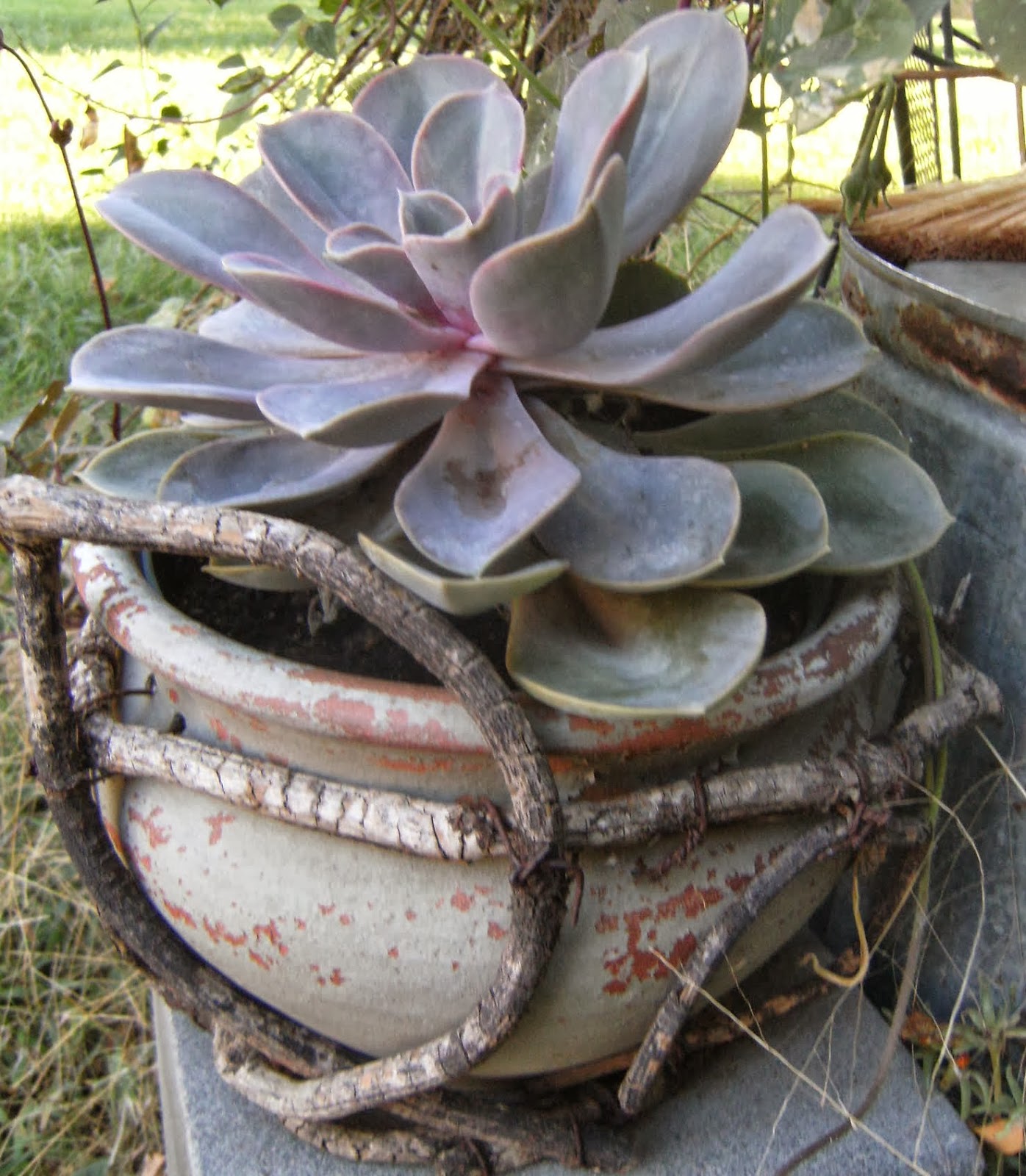 See the Beauty in the Ordinary: A Kansas Country Garden: Bad Plant Momma!