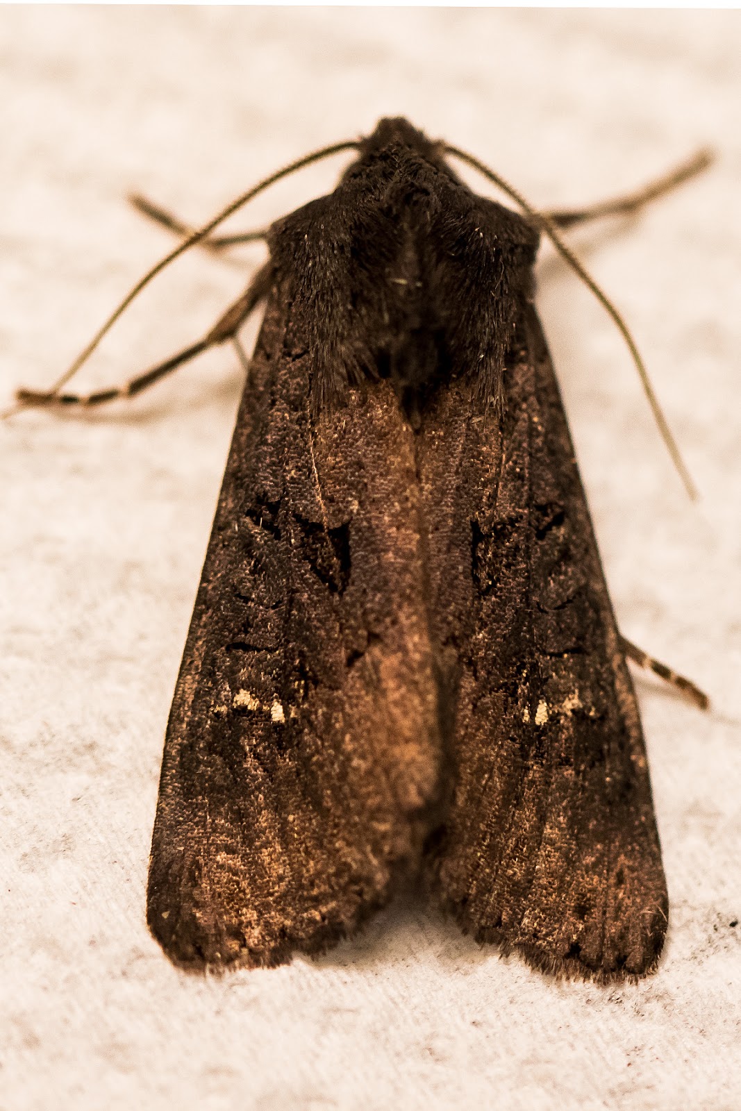 Butterflies, Dragonflies, Moths & other Insects: Black Rustic Moth