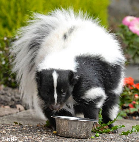 Smiling Skunk: cute skunks