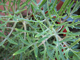 Pembelajaran Sains Tumbuhan Melalui Internet: CIRI 3 : BENTUK DAUN