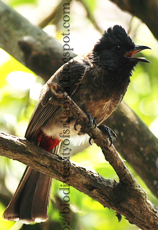 Biodiversity of Sri Lanka: කොන්ඩ කුරුල්ලා[Konda kurulla]/Red-vented ...
