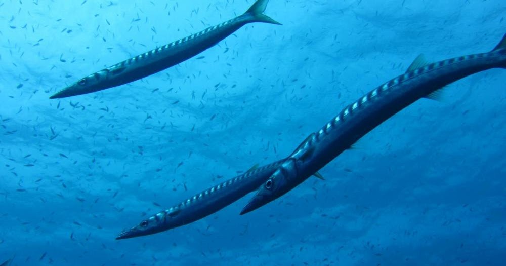 fishwiselures.com: The Mediterranean Barracuda.