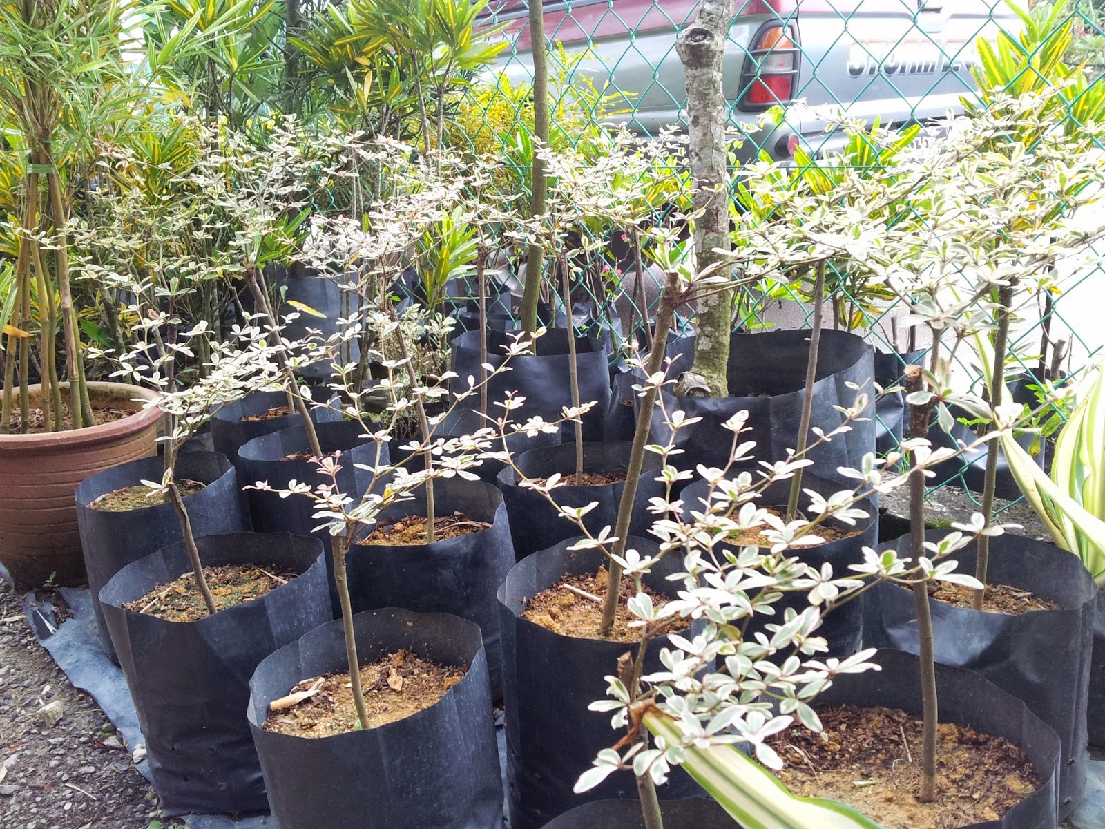 BUMI HIJAU NURSERY (002279488-D): Bucida