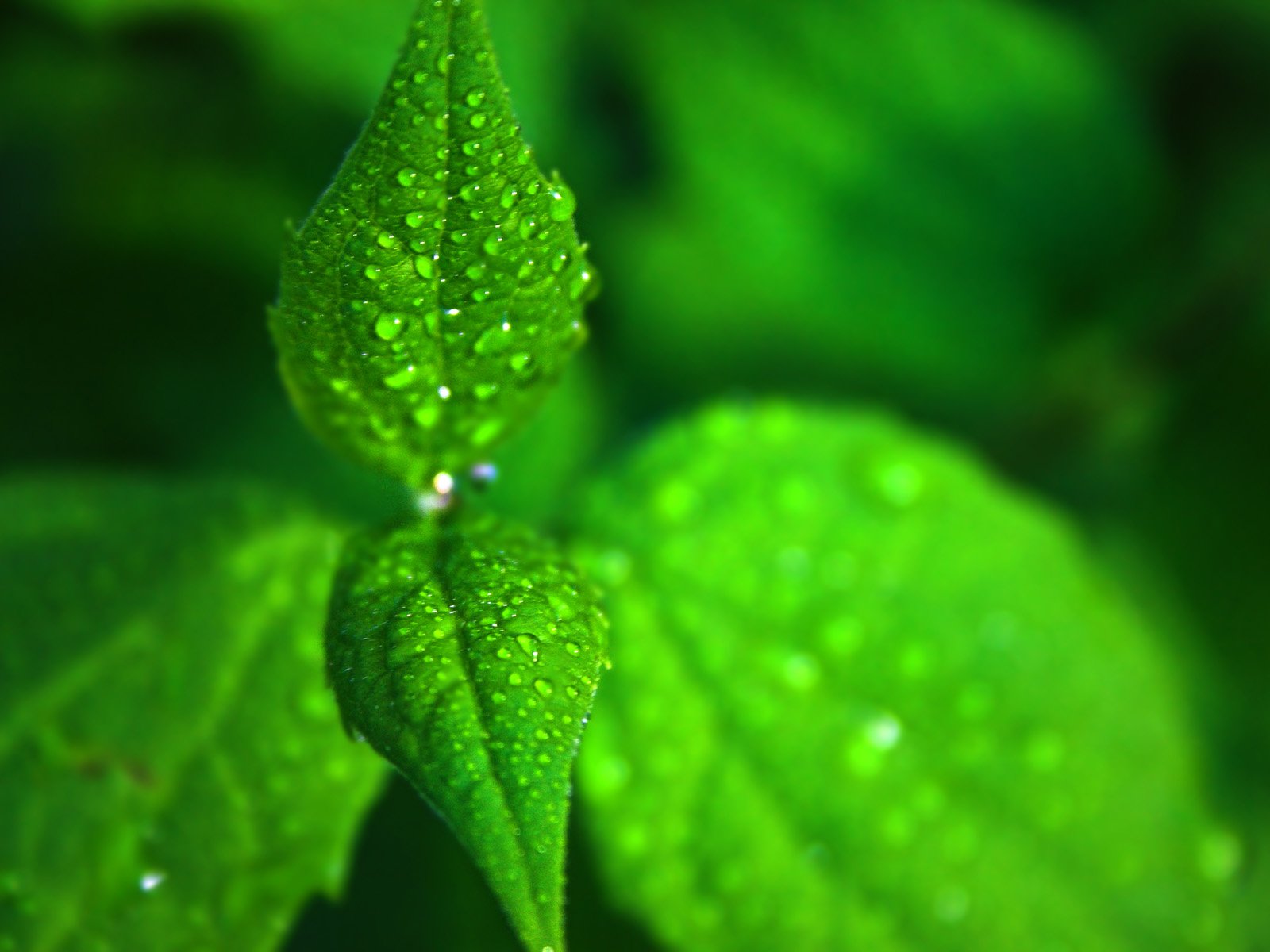 Hojas Verdes Wallpapers HD