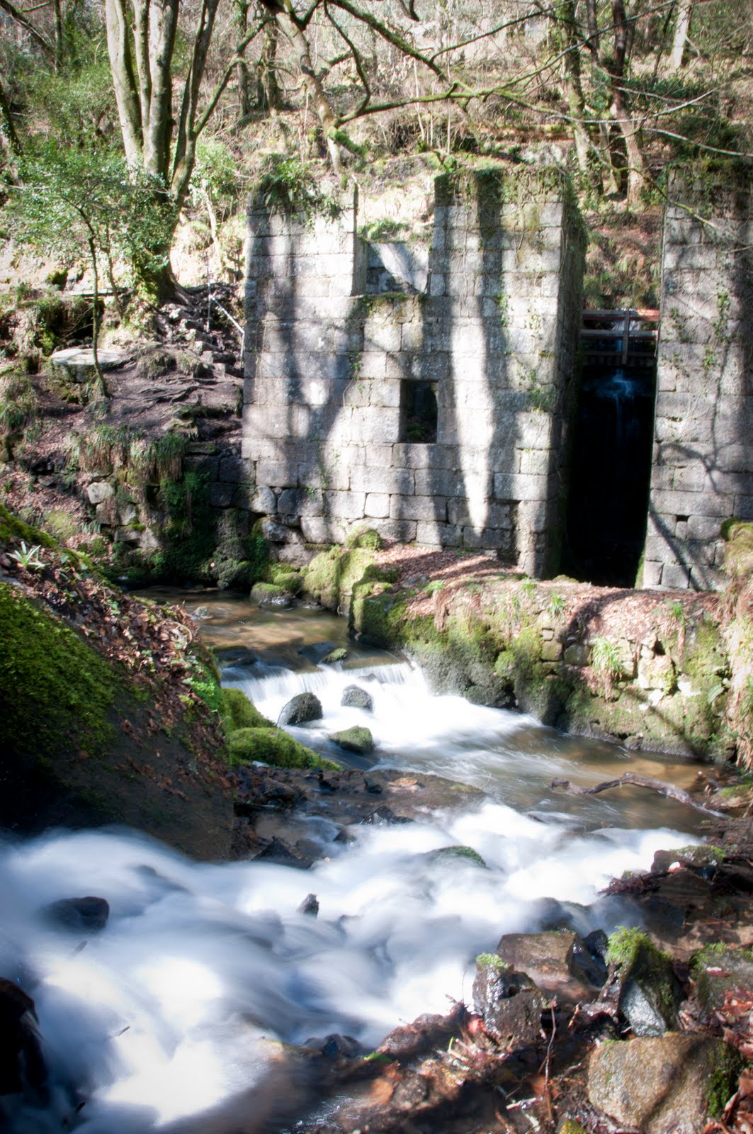 Photobrook Photography: Kennall Vale Woods Nature Reserve Cornwall