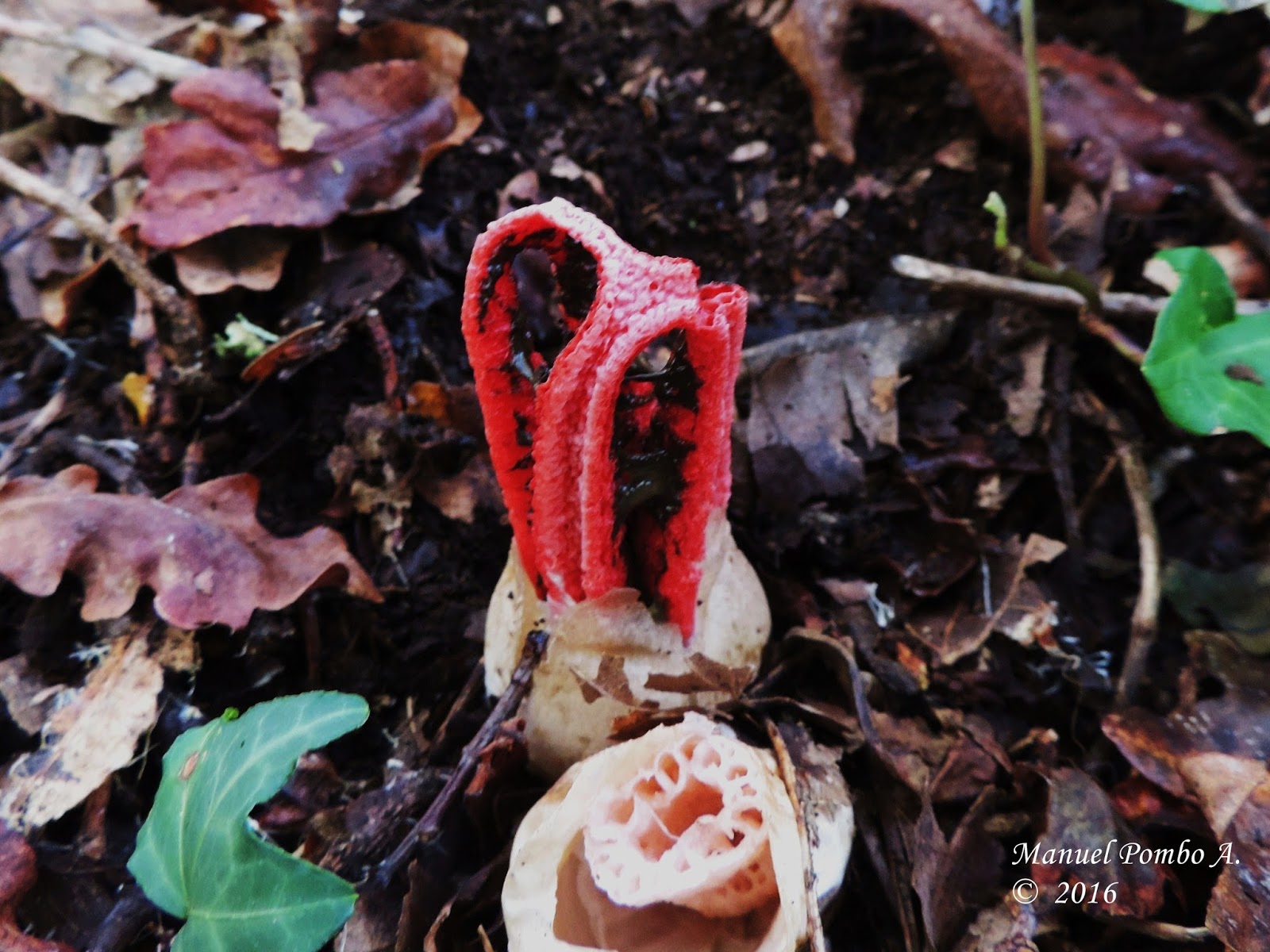 Un micólogo aficionado: Clathrus columnatus Bosc