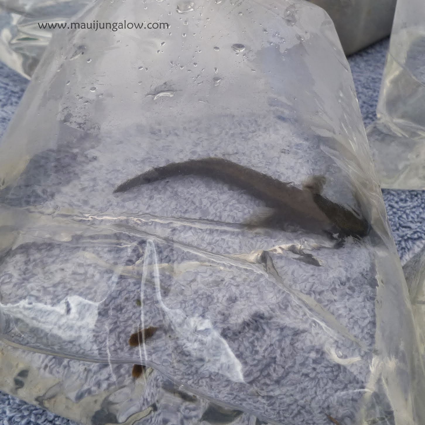 Maui Jungalow: Fish and Three Fishy Tips You Should Know if You Visit ...