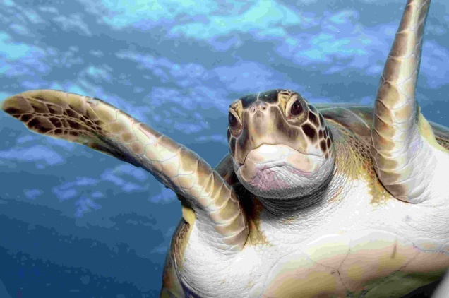 Guerrero Negro Verde: El consumo de caguama, tradicional pero ilegal