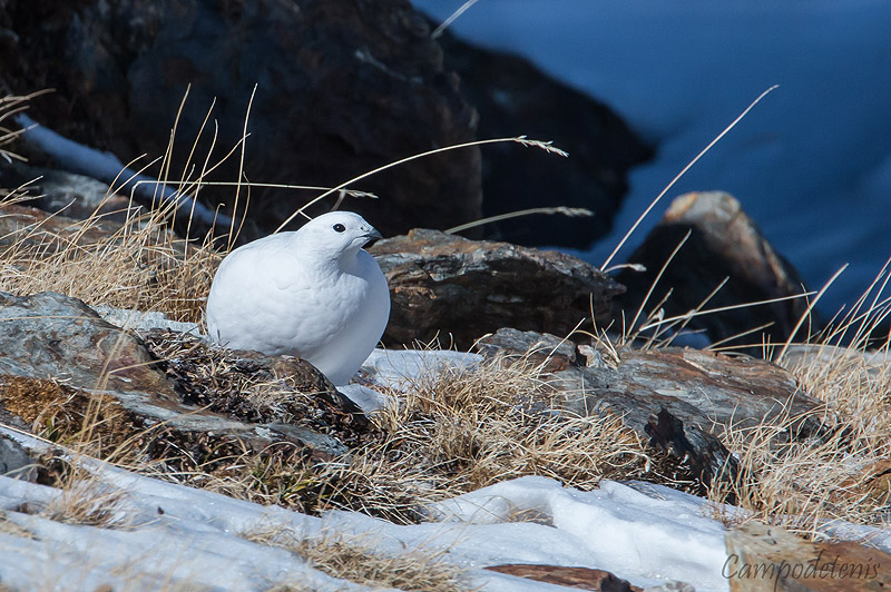 El Herrerillo: En busca de la perdiz nival (Lagopus muta)