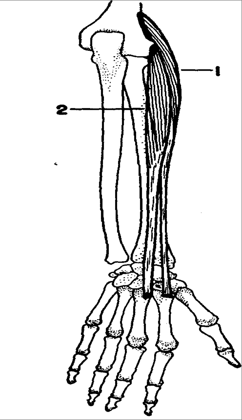 Miembros Superores e inferiores: Miembros Superiores