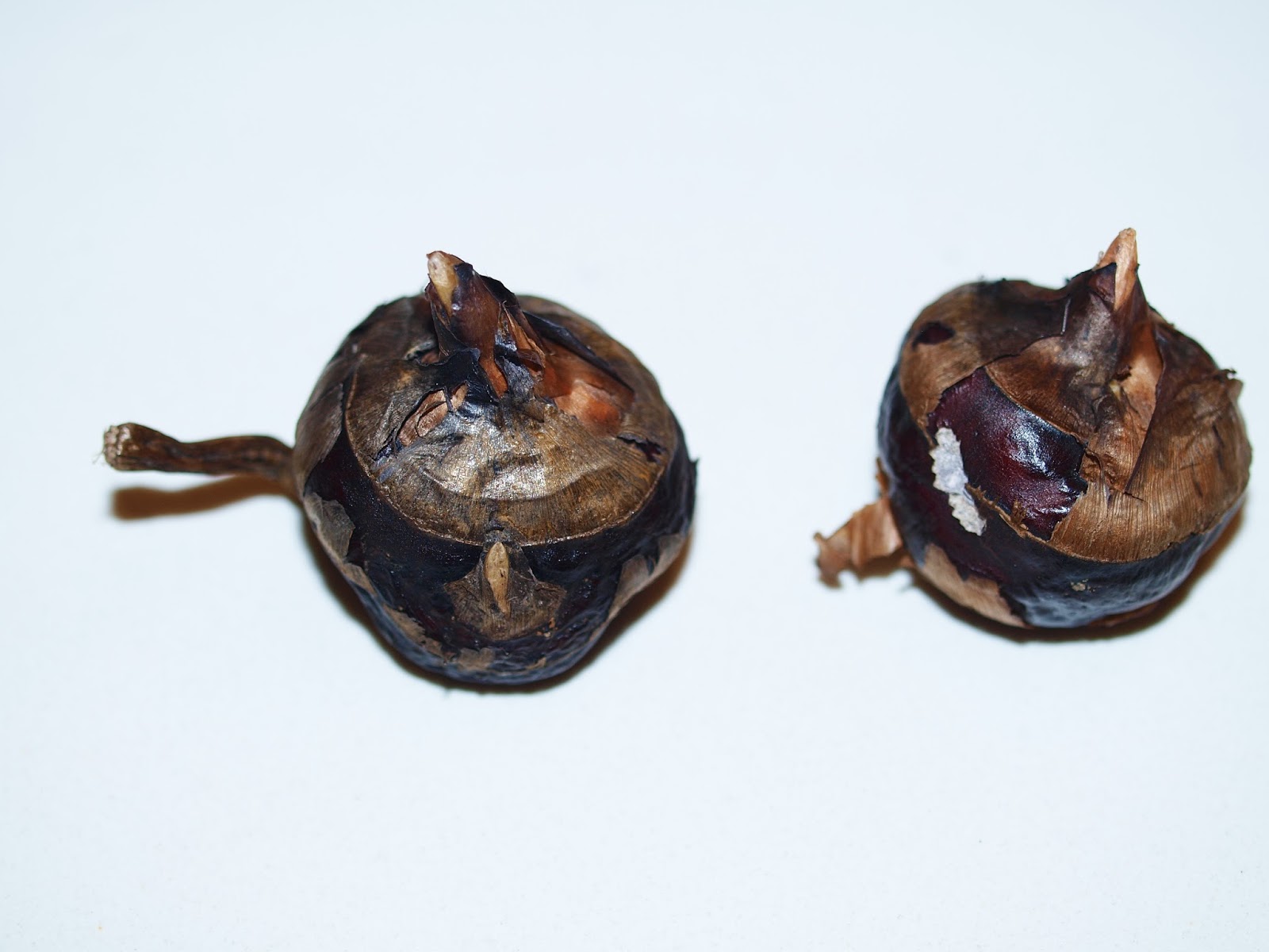 Chestnut a surprising product of aquatic sedge