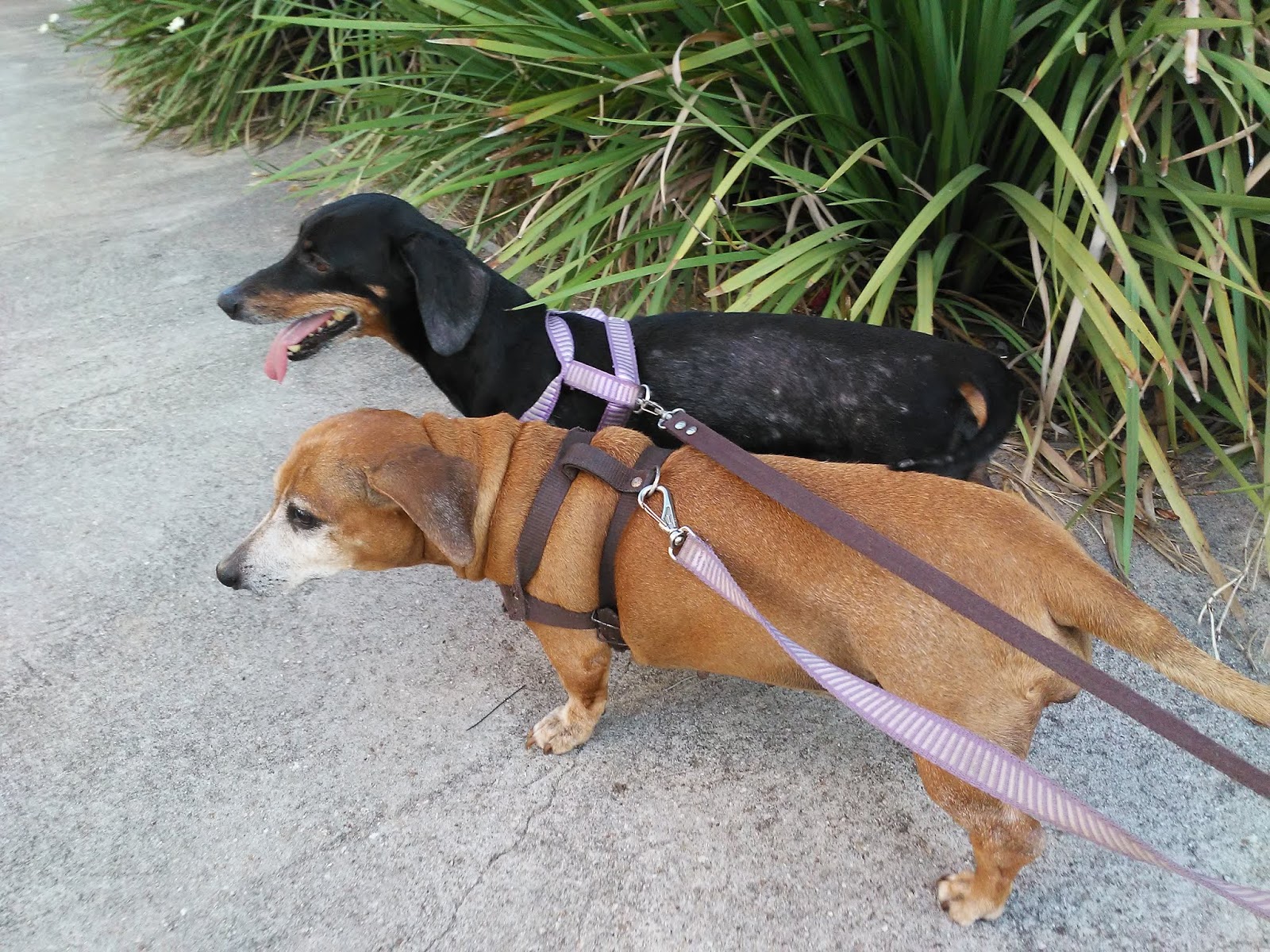 MY DACHSHUNDS: MEL & MAX : MEL & MAX: PASSEANDO PELAS TOUCEIRAS DE ...