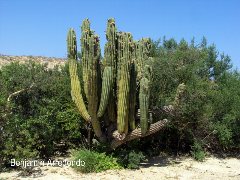 El Bable: El fruto de los cardones.