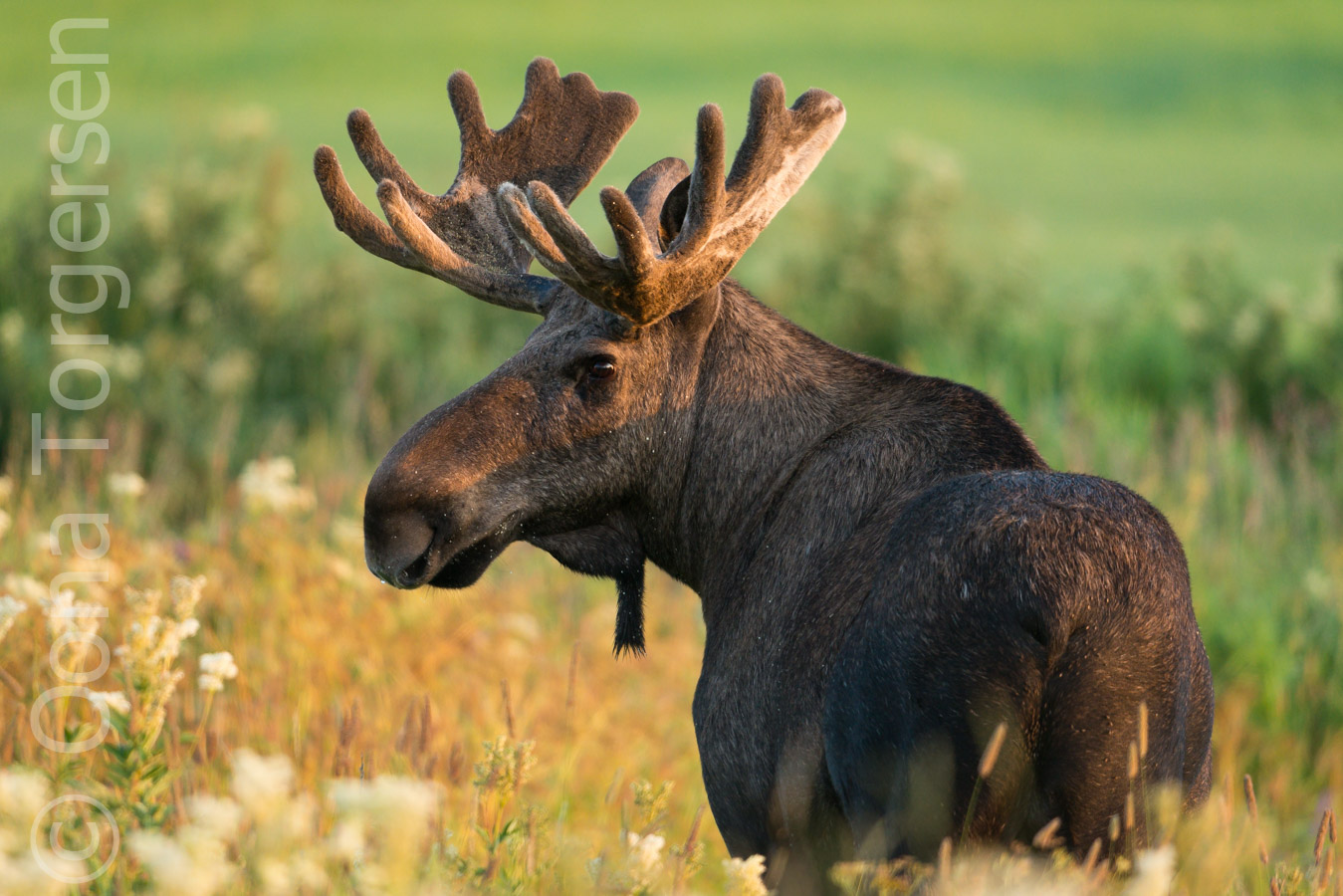 Oona Torgersen Photography: Elg i solnedgang!