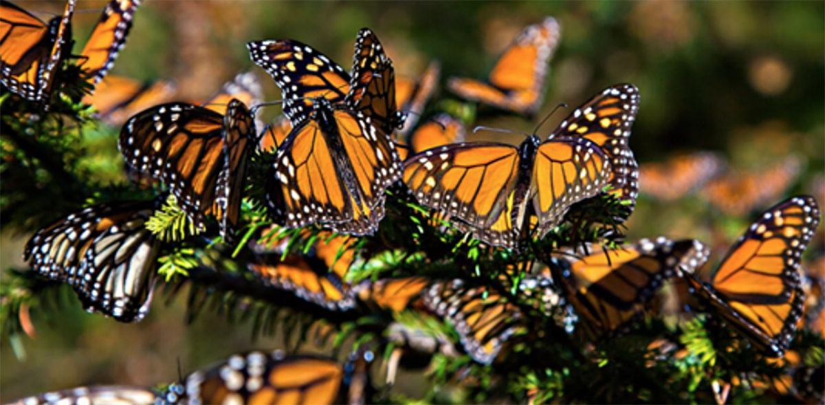 The Birth Of Modern Man This Year s Monarch Butterfly Migration Shows the-birth-of-modern-man-this-year-s-monarch-butterfly-migration-shows