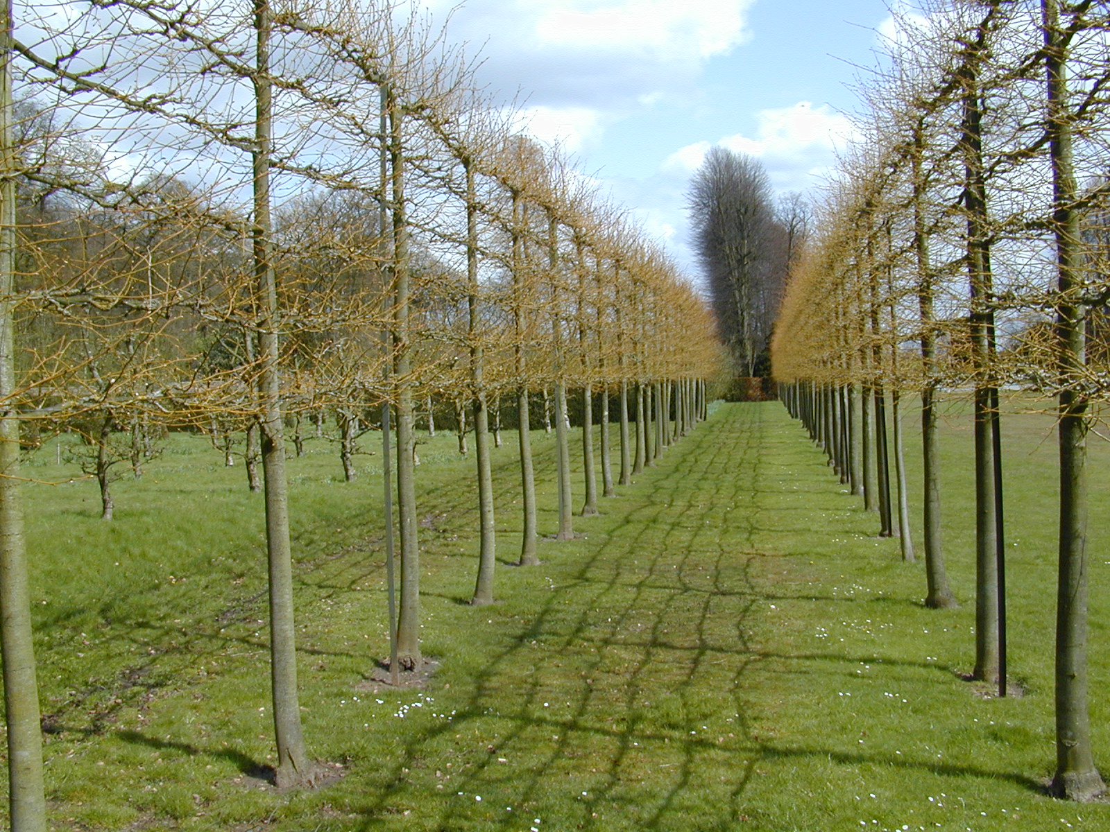 Trees of Santa Cruz County: Tilia cordata - Little leaf linden