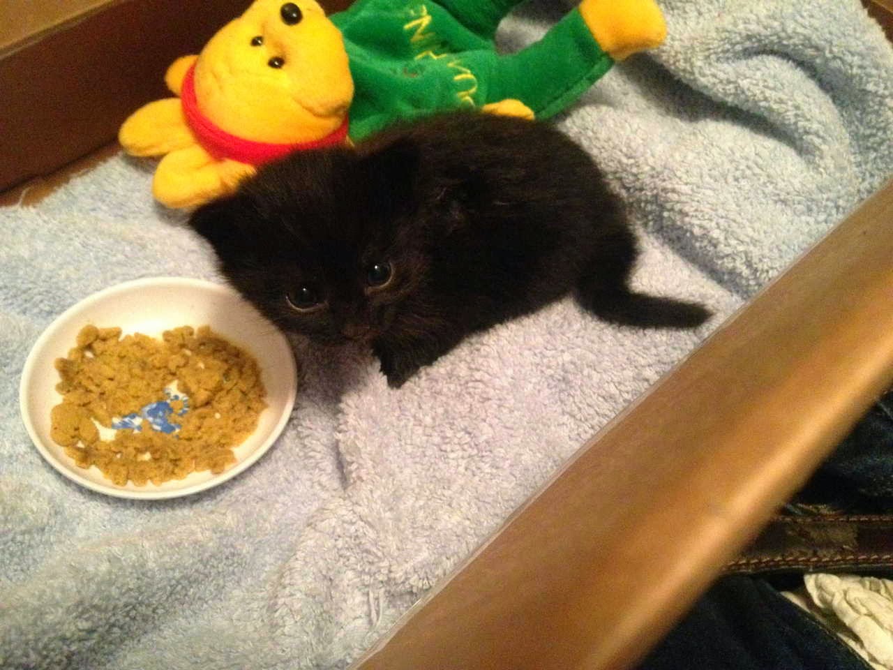 Funny cats - part 81 (40 pics + 10 gifs) | Amazing Creatures