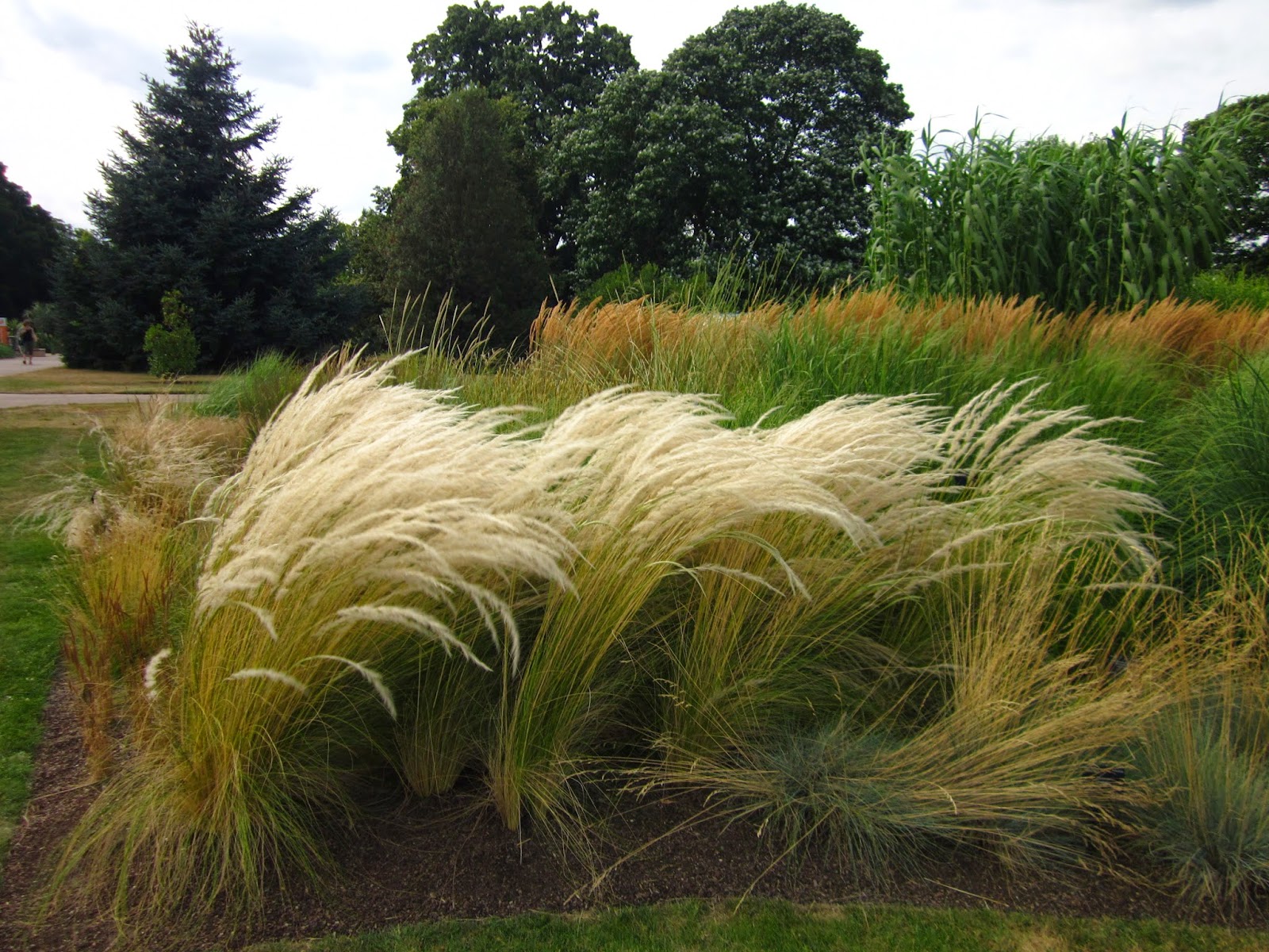 Plante on Plants: Stipa ichu -- the other hair grass
