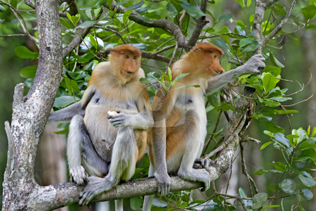 Proboscis Monkey - Pets