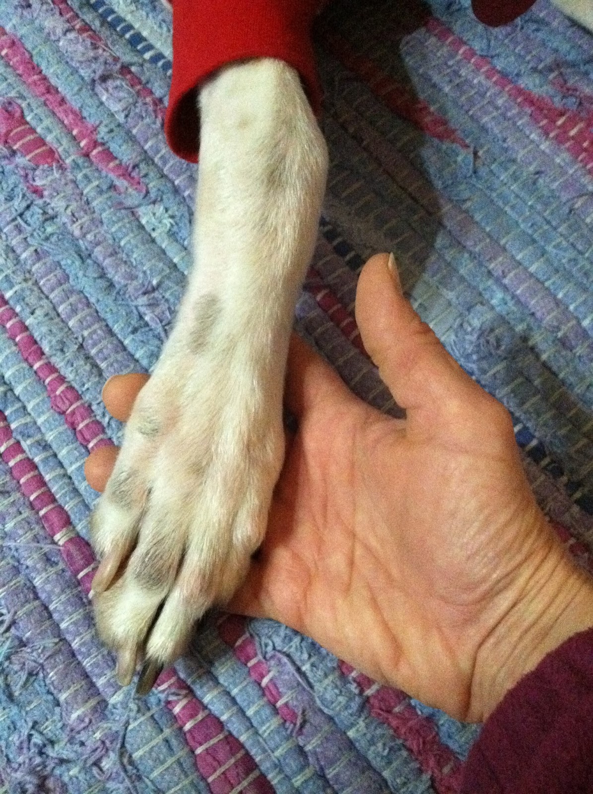 Northern Lights Greyhound Adoption Dog Blog: NLGA Photo Roundup ...