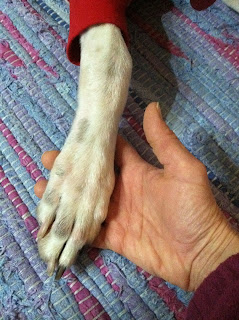 Northern Lights Greyhound Adoption Dog Blog: NLGA Photo Roundup ...