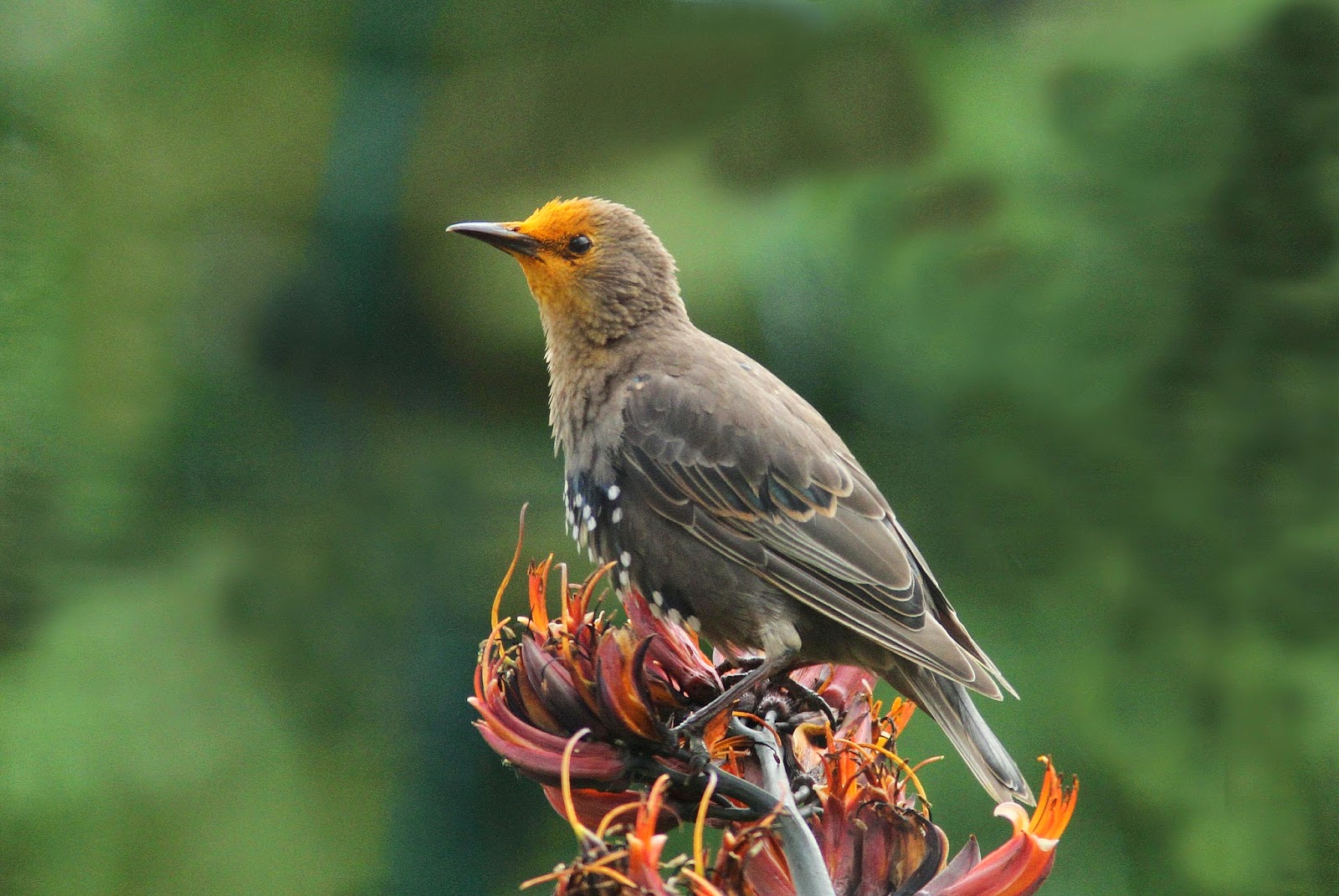 Garden Bird Year: Starlings, pollen and Phormiums