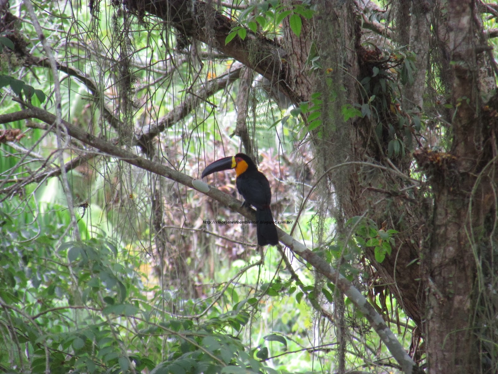 Fauna da Mata Atlântica Estado do Rio de Janeiro: Tucano-de-bico-preto ...